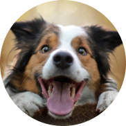 Wagtopia: Best Microchip Registry, Passive Geolocation Smart Tags, and ...